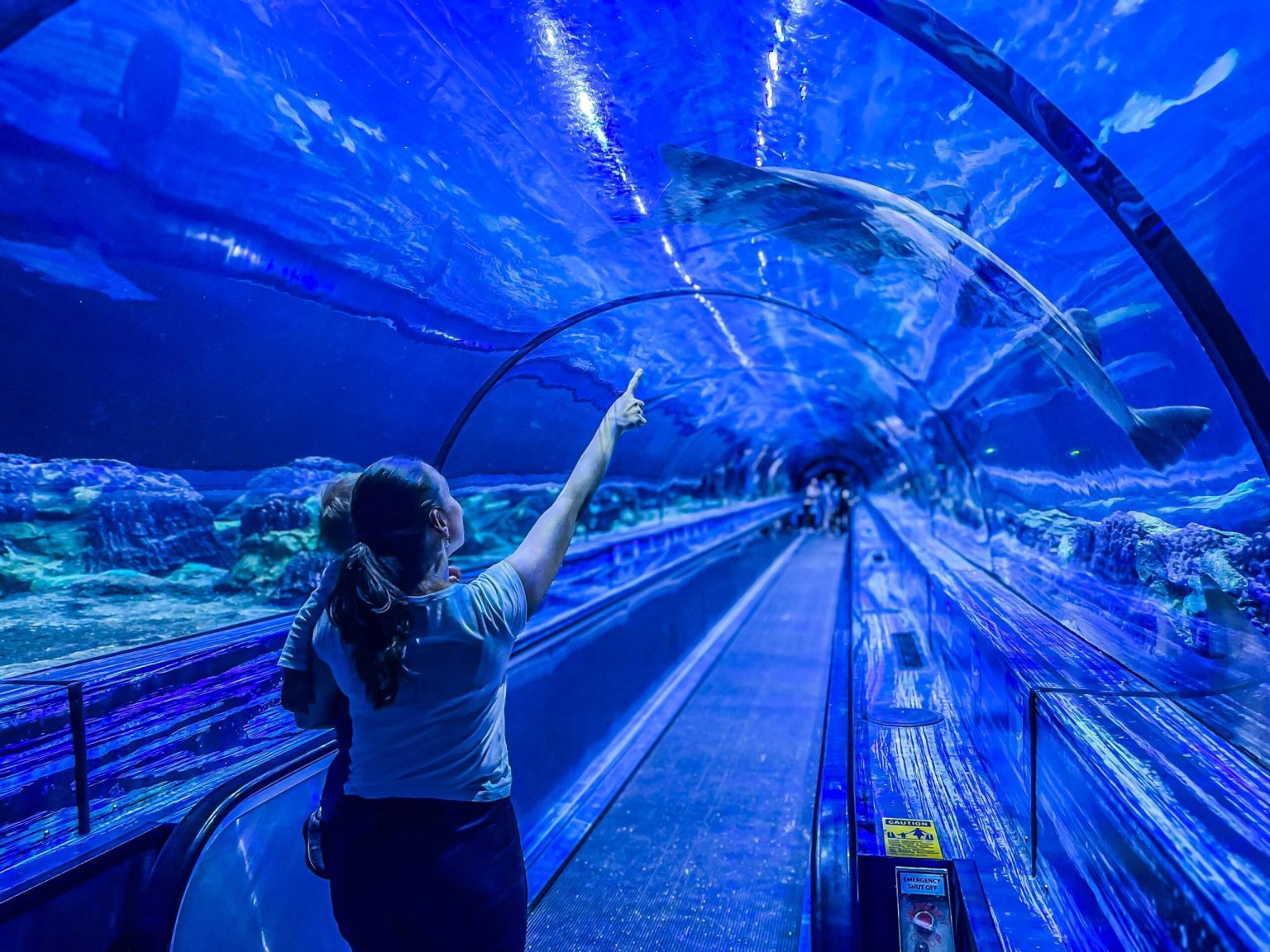 Seaworld - Orlando Guide: Discover the Best Things to Do in Orlando ...