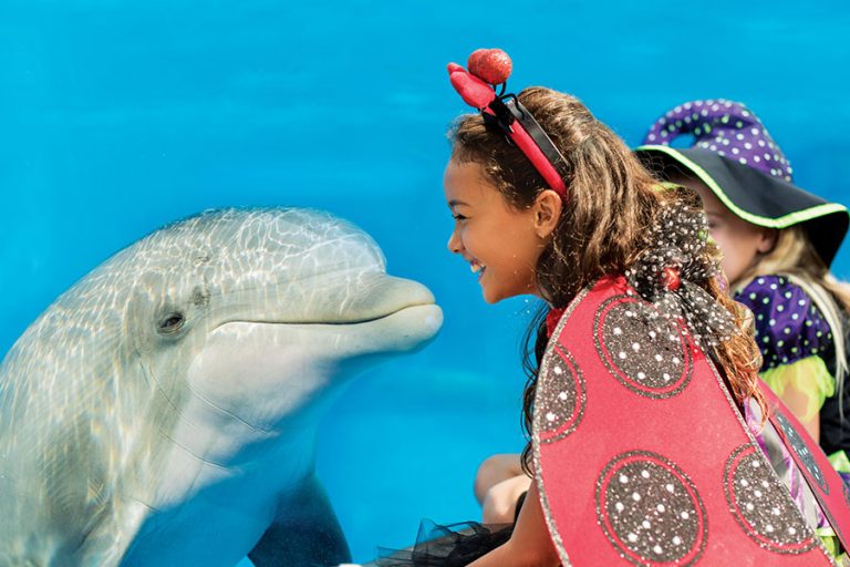Seaworld - Orlando Guide: Discover the Best Things to Do in Orlando ...